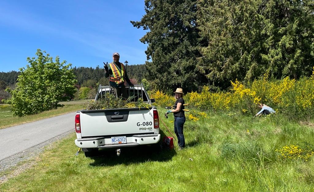 Sweeping out Scotch Broom: participants root out invaders | Royal Roads ...