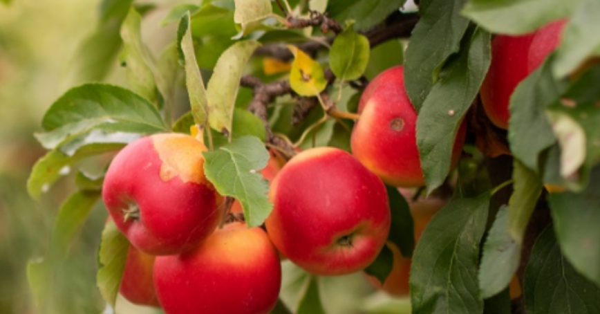 100 years of history and the heritage fruit trees of Royal Roads ...